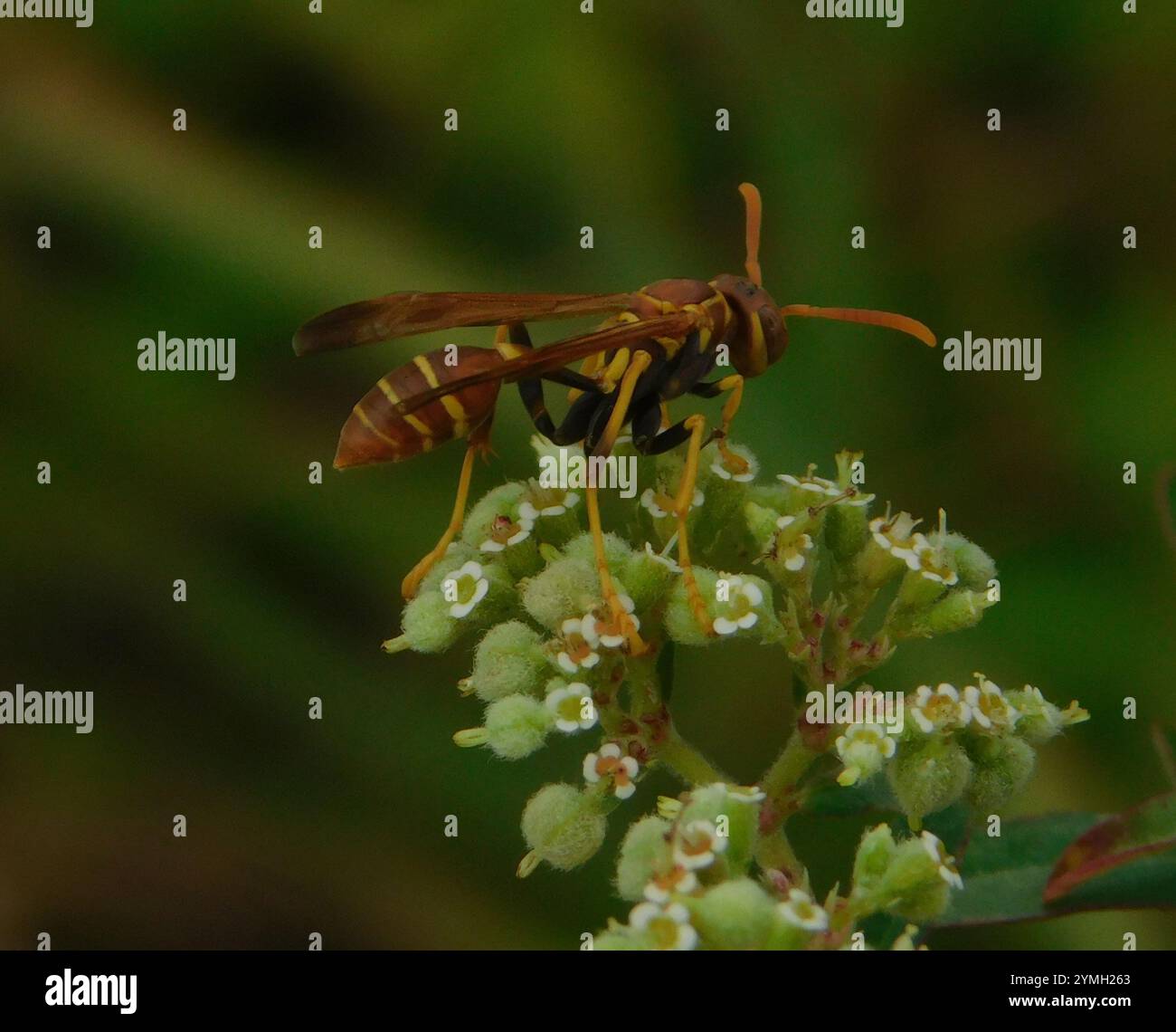 Mexican Paper Wasp (Mischocyttarus mexicanus Stock Photo - Alamy
