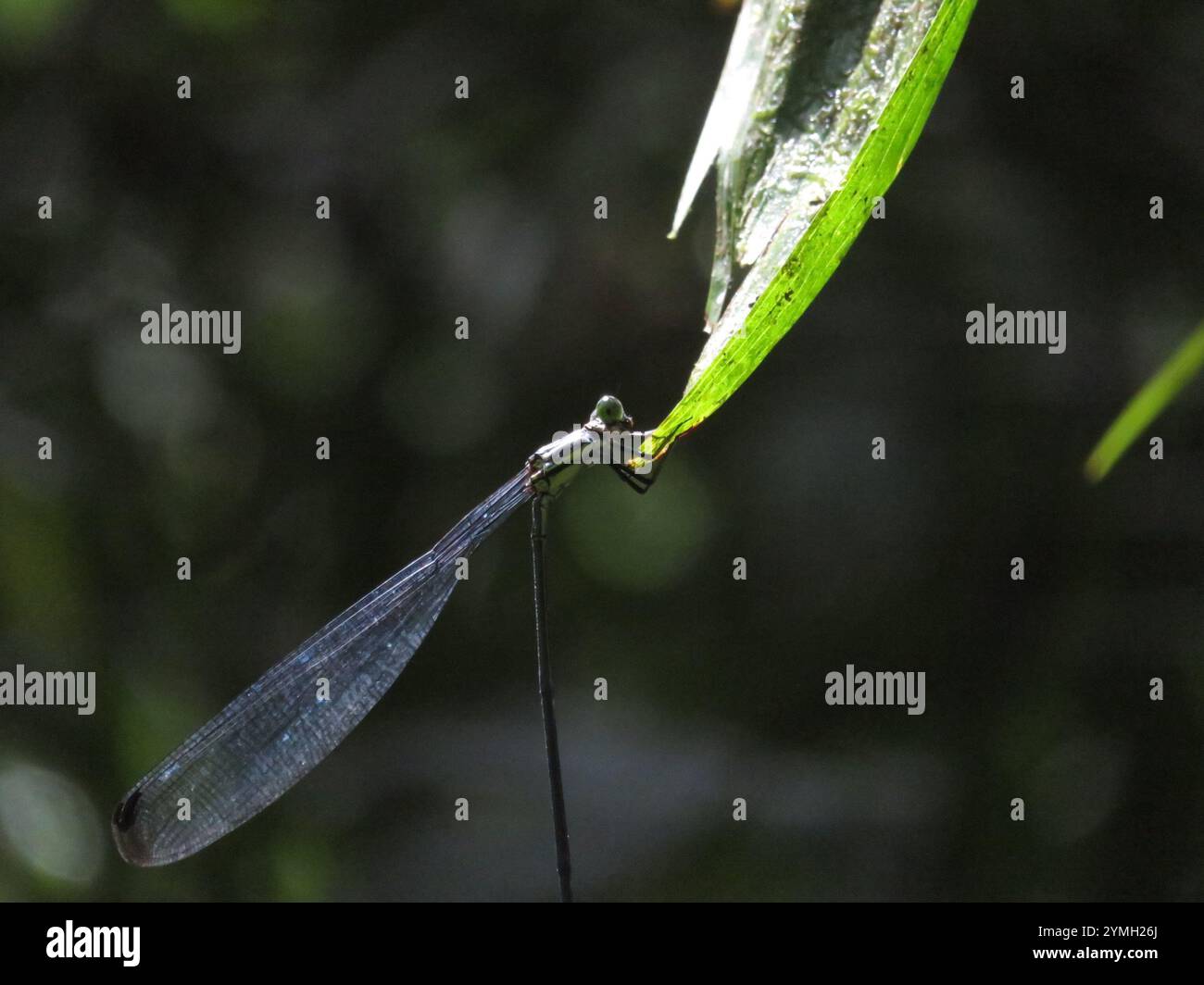 Mecistogaster hi-res stock photography and images - Alamy