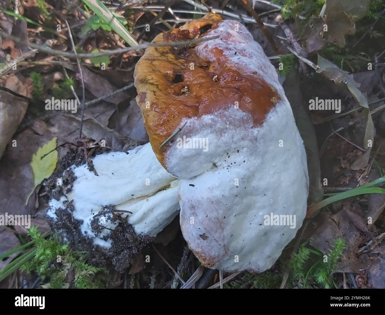Hypomyces hi-res stock photography and images - Alamy