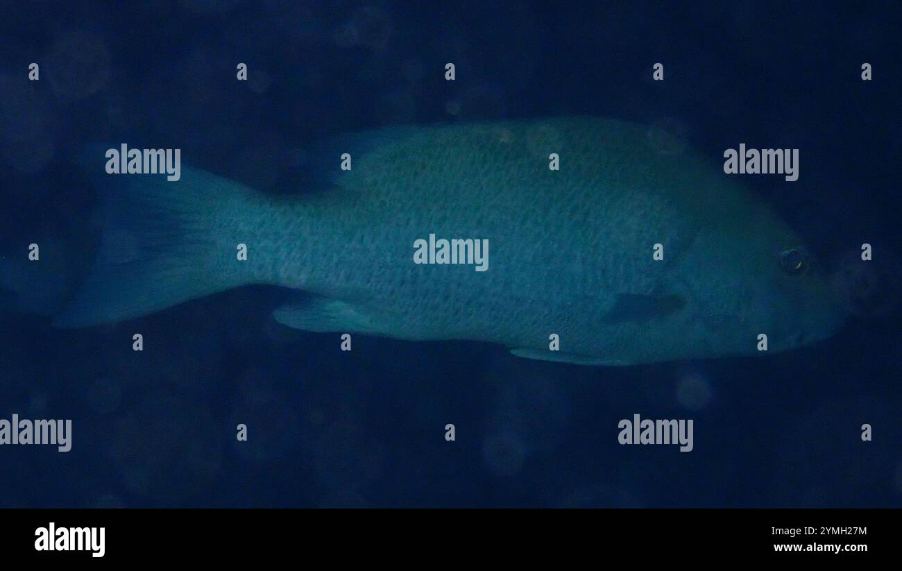 Gray Snapper (Lutjanus griseus Stock Photo - Alamy