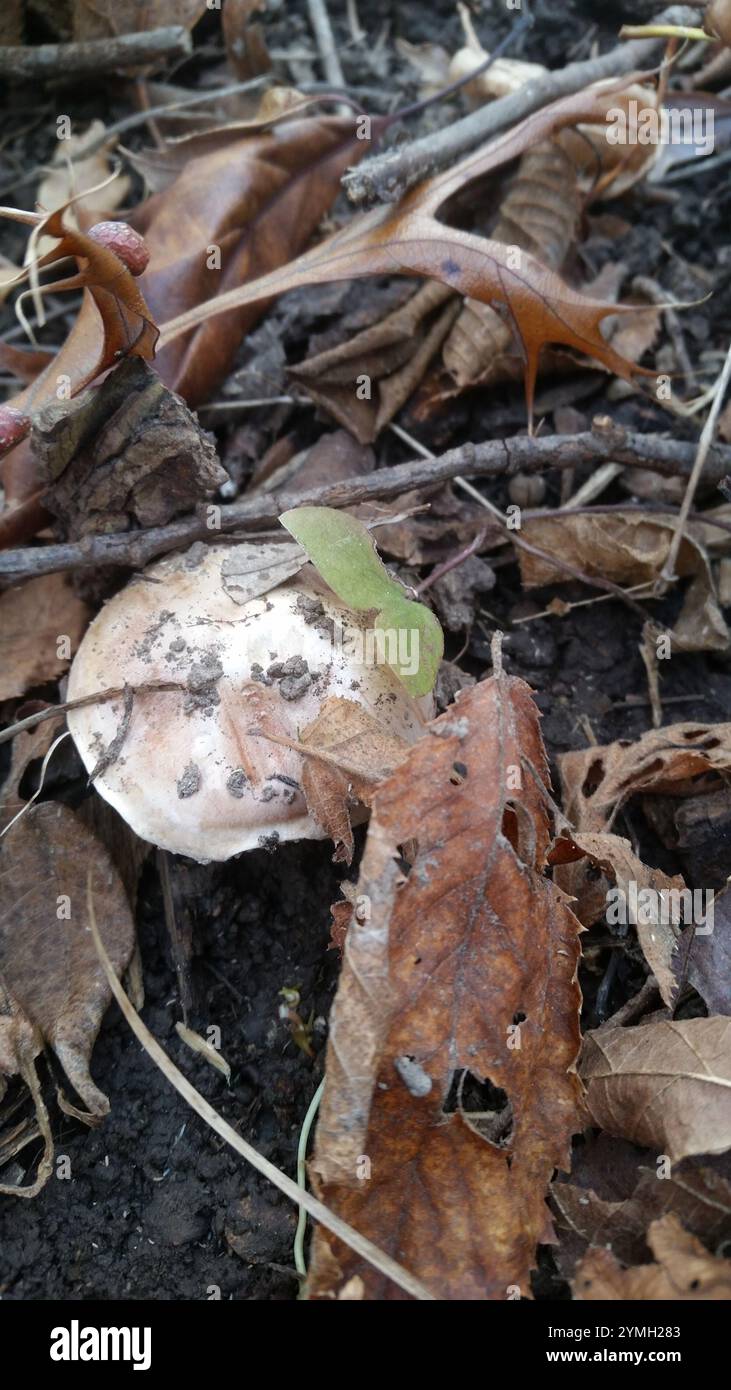 Bitter poisonpie hi-res stock photography and images - Alamy