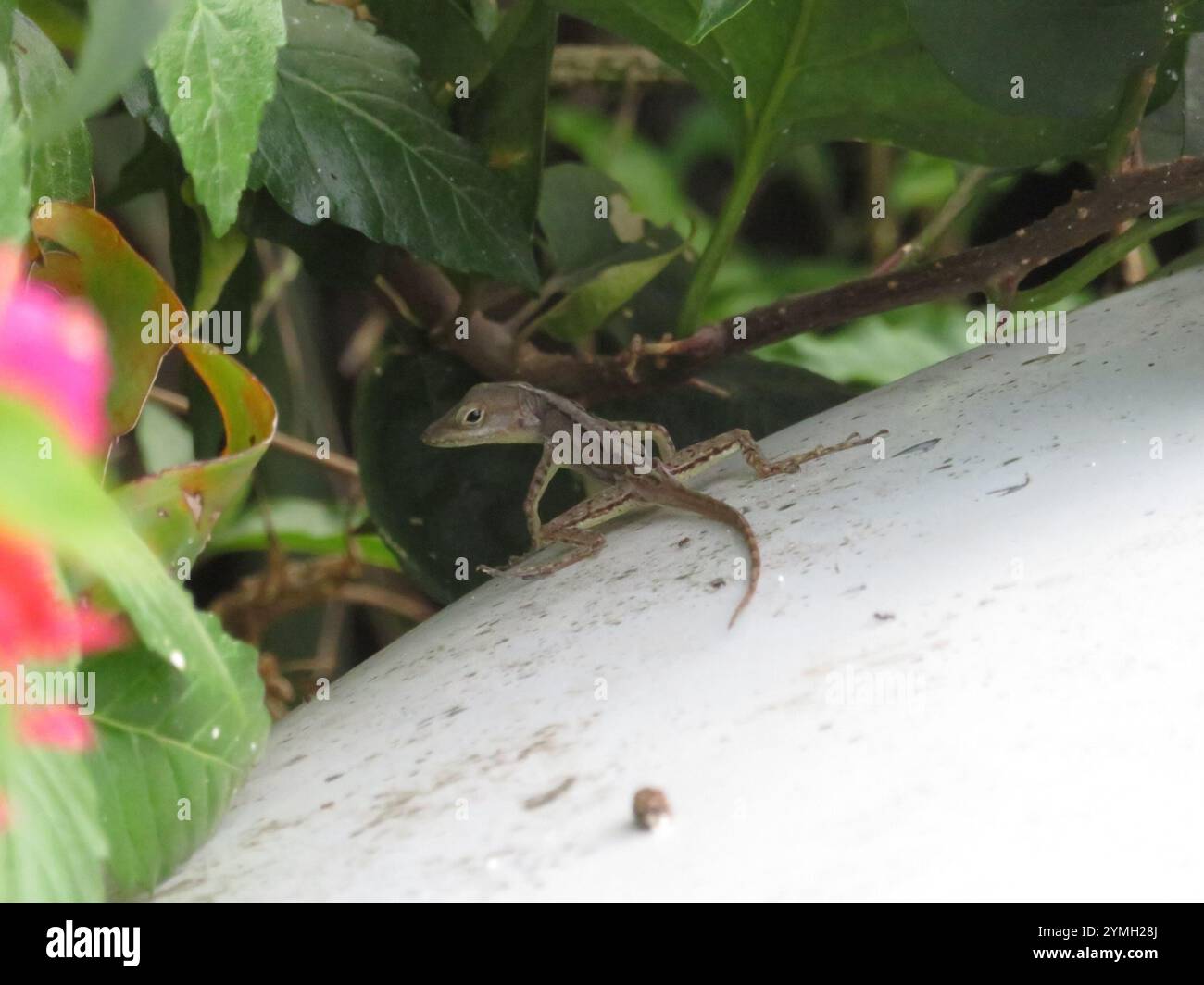 Guadeloupean anole (Anolis marmoratus Stock Photo - Alamy