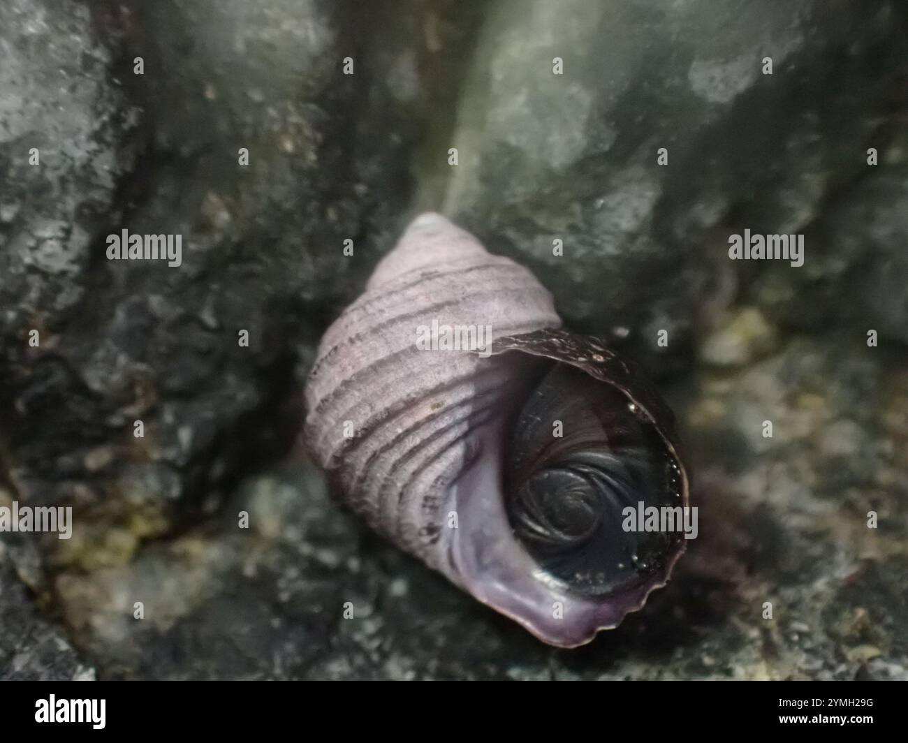 Sitka Periwinkle (Littorina sitkana Stock Photo - Alamy