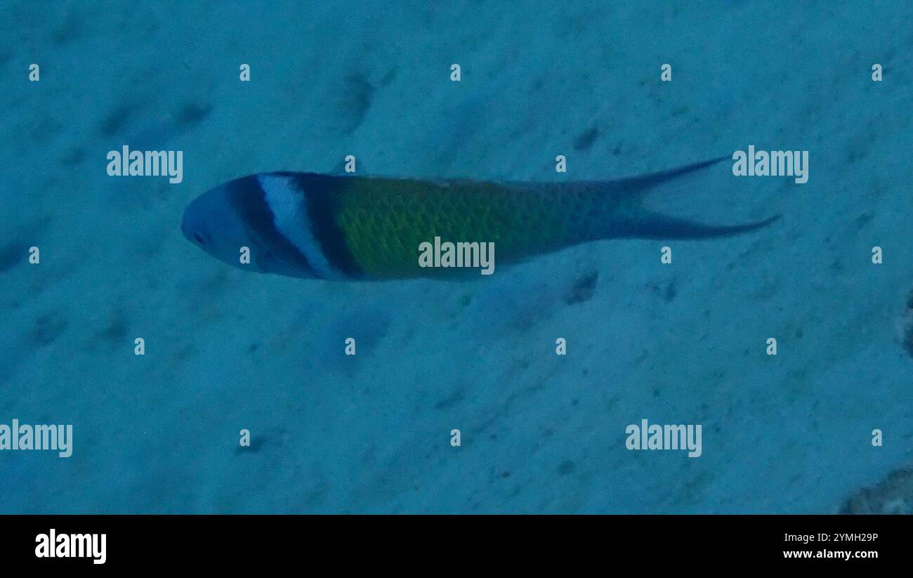 Caribbean Bluehead Wrasse (Thalassoma bifasciatum Stock Photo - Alamy