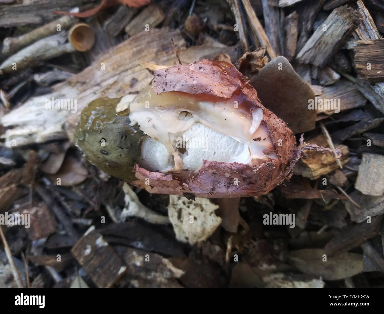 dune stinkhorn (Phallus hadriani Stock Photo - Alamy