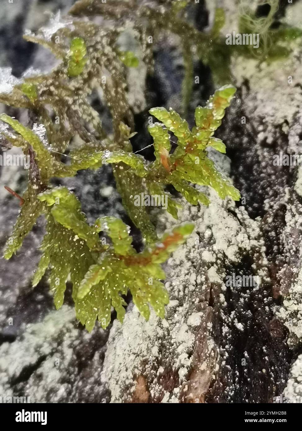 Red-stemmed Feather Moss (Pleurozium schreberi Stock Photo - Alamy
