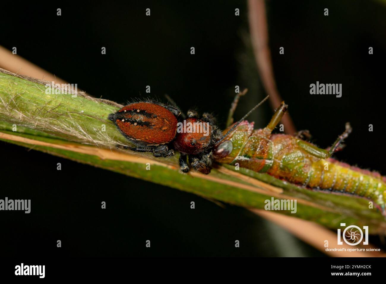 Phidippus cardinalis hi-res stock photography and images - Alamy