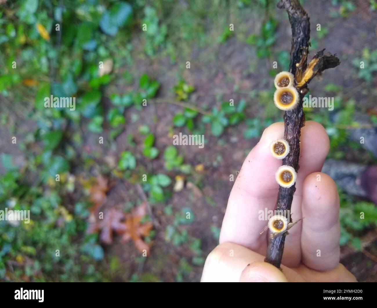 Nidula candida hi-res stock photography and images - Alamy