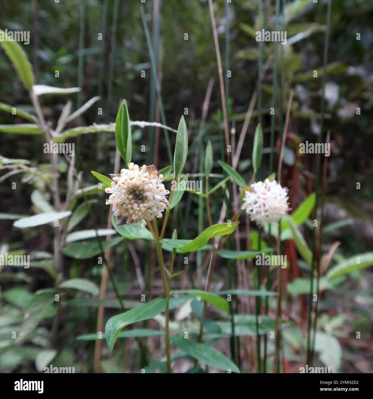 tall rice-flower (Pimelea ligustrina Stock Photo - Alamy