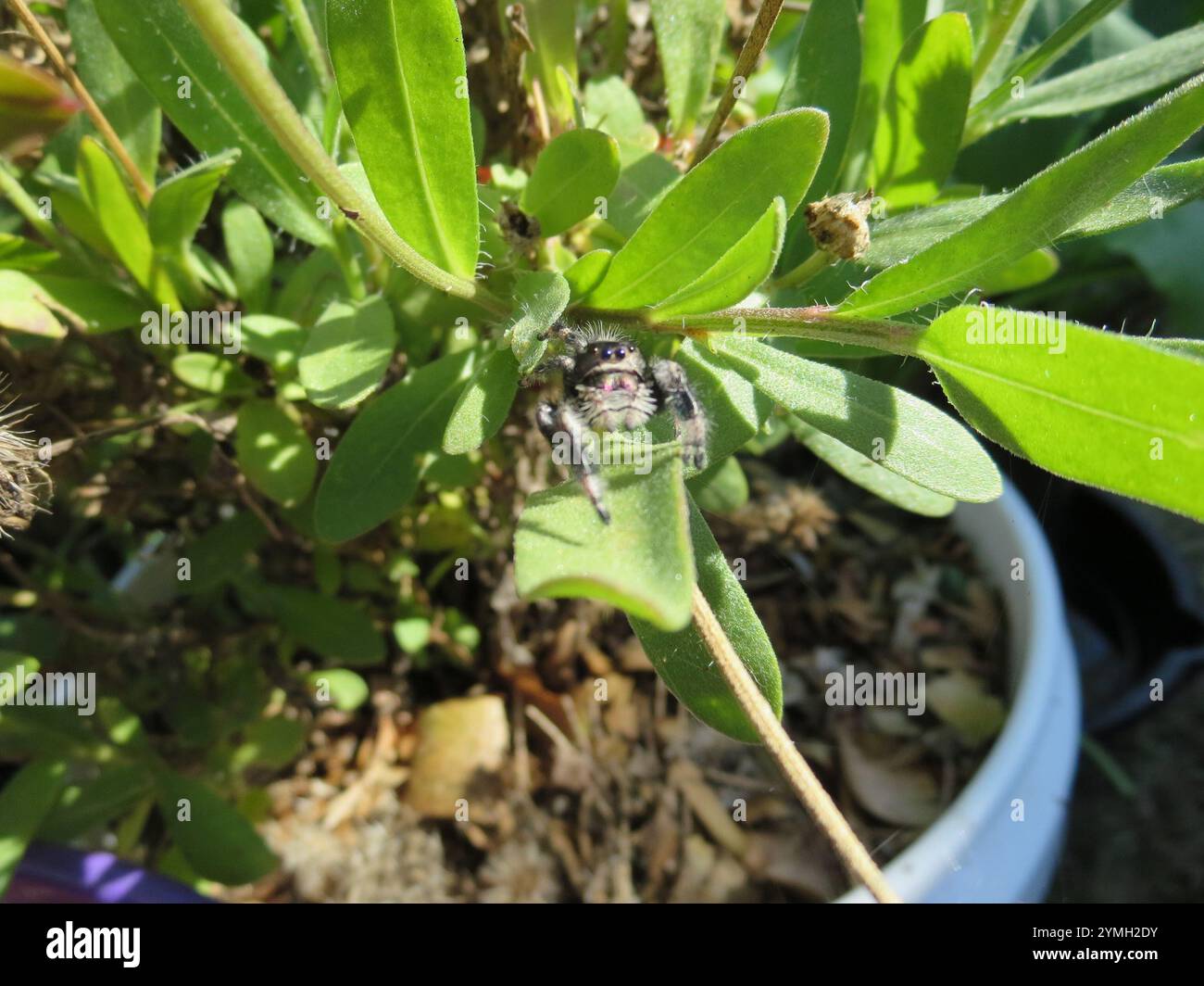 Regal Jumping Spider (Phidippus regius Stock Photo - Alamy