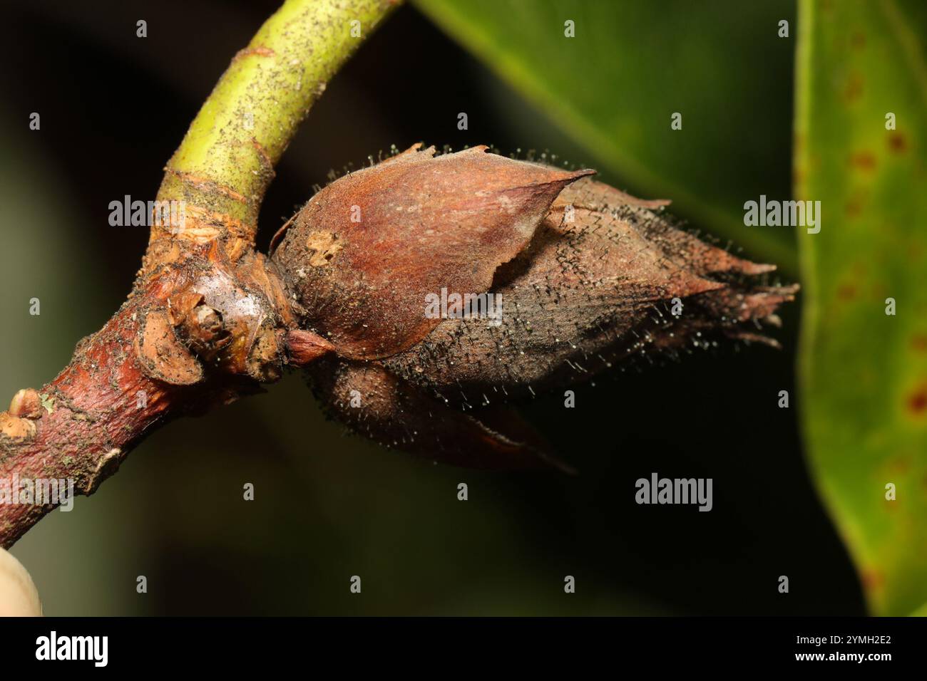 Rhododendron Blight (Seifertia azaleae Stock Photo - Alamy