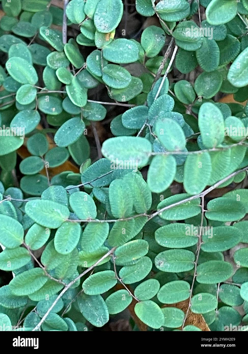 Coffee Fern (Pellaea andromedifolia Stock Photo - Alamy