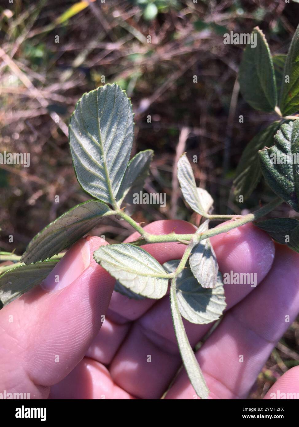Rubus cuneifolius hi-res stock photography and images - Alamy