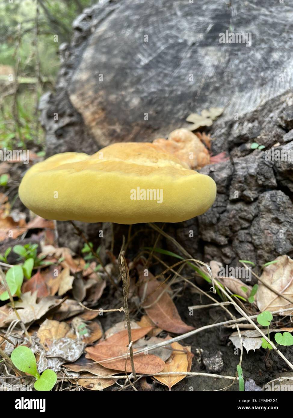 Western Hardwood Sulphur Shelf (Laetiporus gilbertsonii Stock Photo - Alamy
