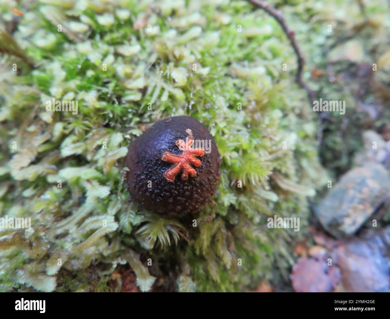 Calostoma hi-res stock photography and images - Alamy