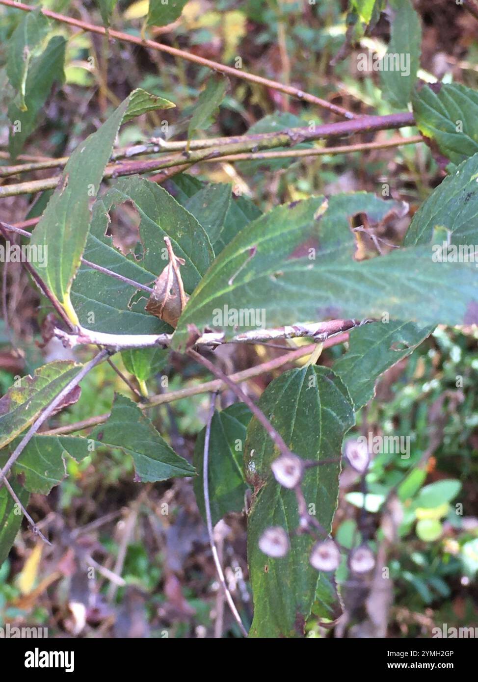 New Jersey tea (Ceanothus americanus Stock Photo - Alamy