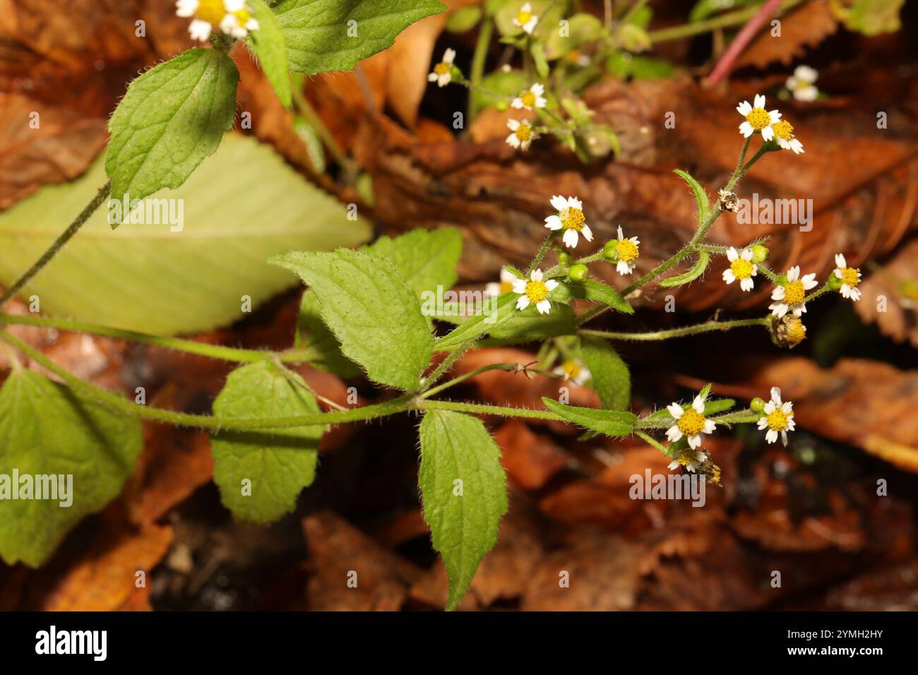 shaggy soldier (Galinsoga quadriradiata Stock Photo - Alamy