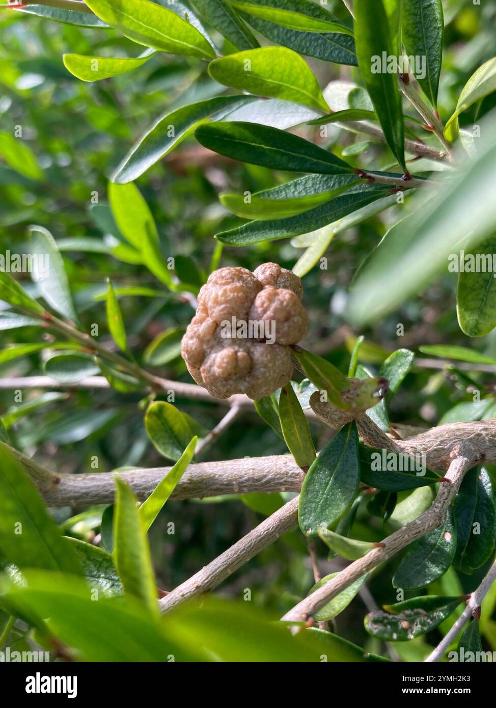 bacterial crown gall (Agrobacterium radiobacter Stock Photo - Alamy