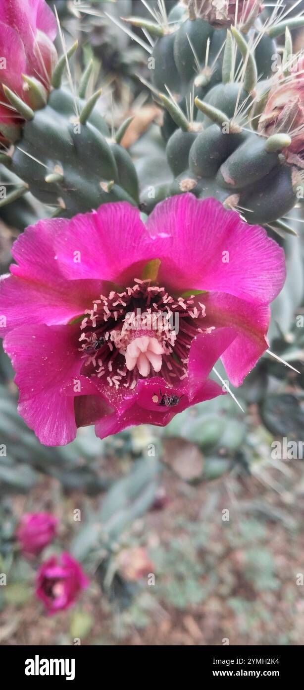 tree cholla (Cylindropuntia imbricata Stock Photo - Alamy