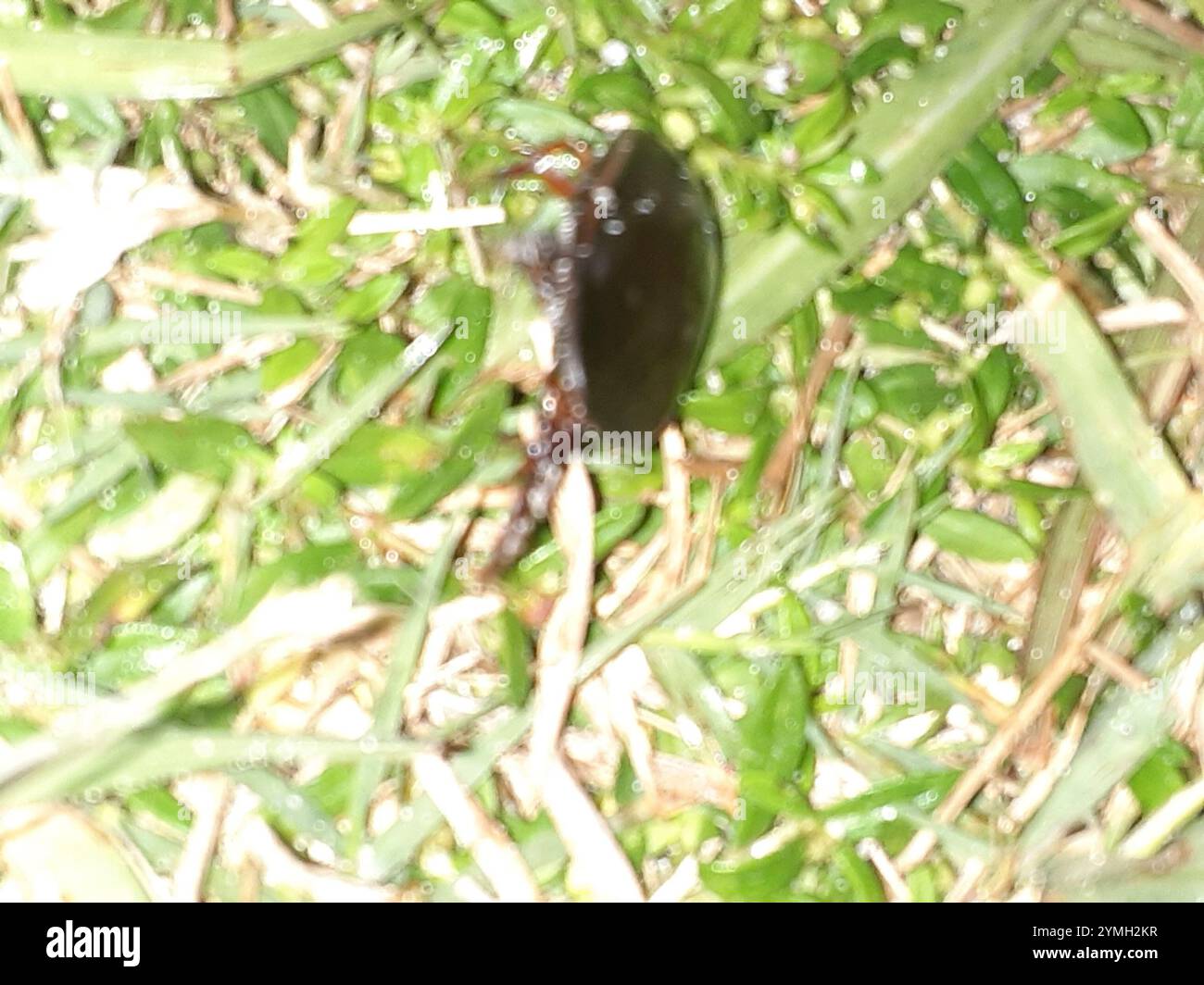 Fringed Diving Beetle (Cybister fimbriolatus Stock Photo - Alamy