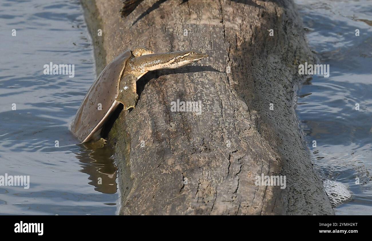 Midland Smooth Softshell Turtle (Apalone mutica mutica Stock Photo - Alamy