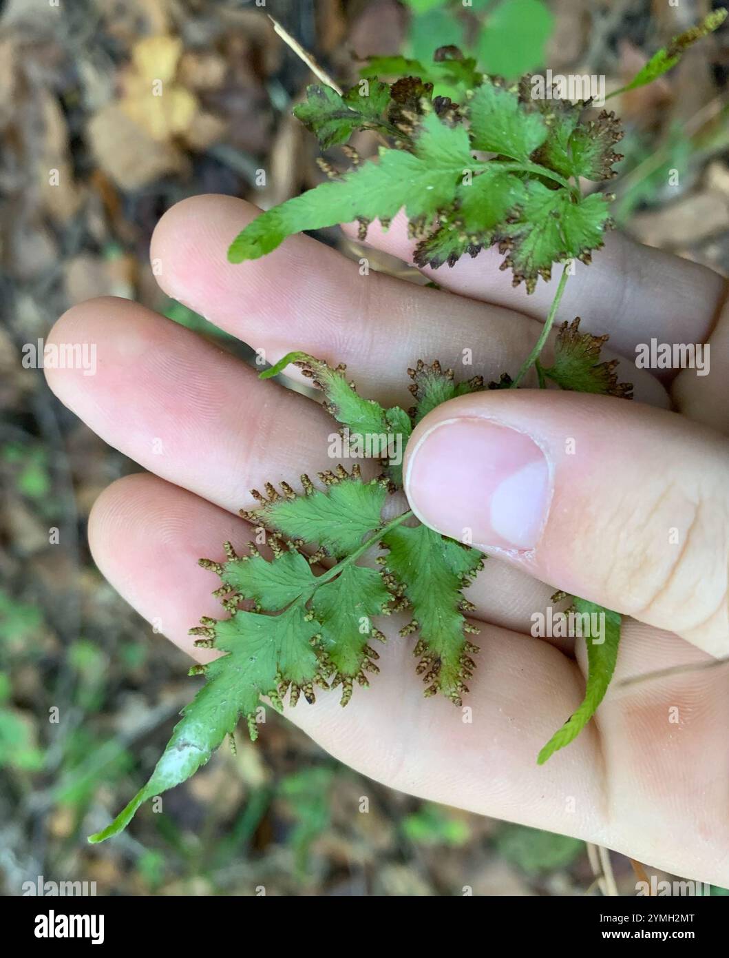 Japanese climbing fern (Lygodium japonicum Stock Photo - Alamy