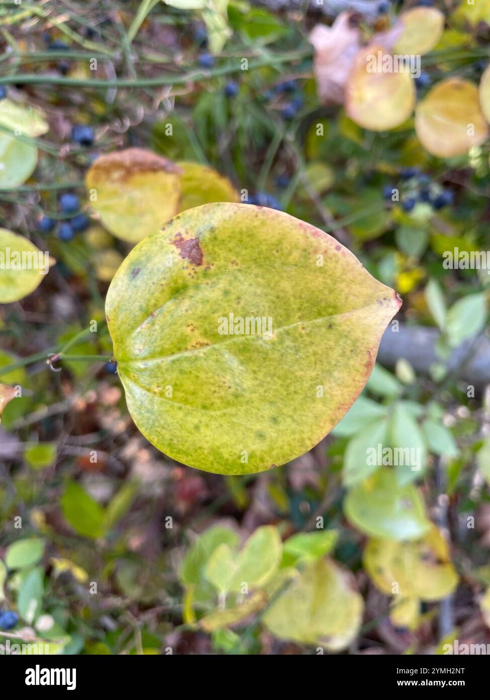 Smilax rotundifolia hi-res stock photography and images - Alamy