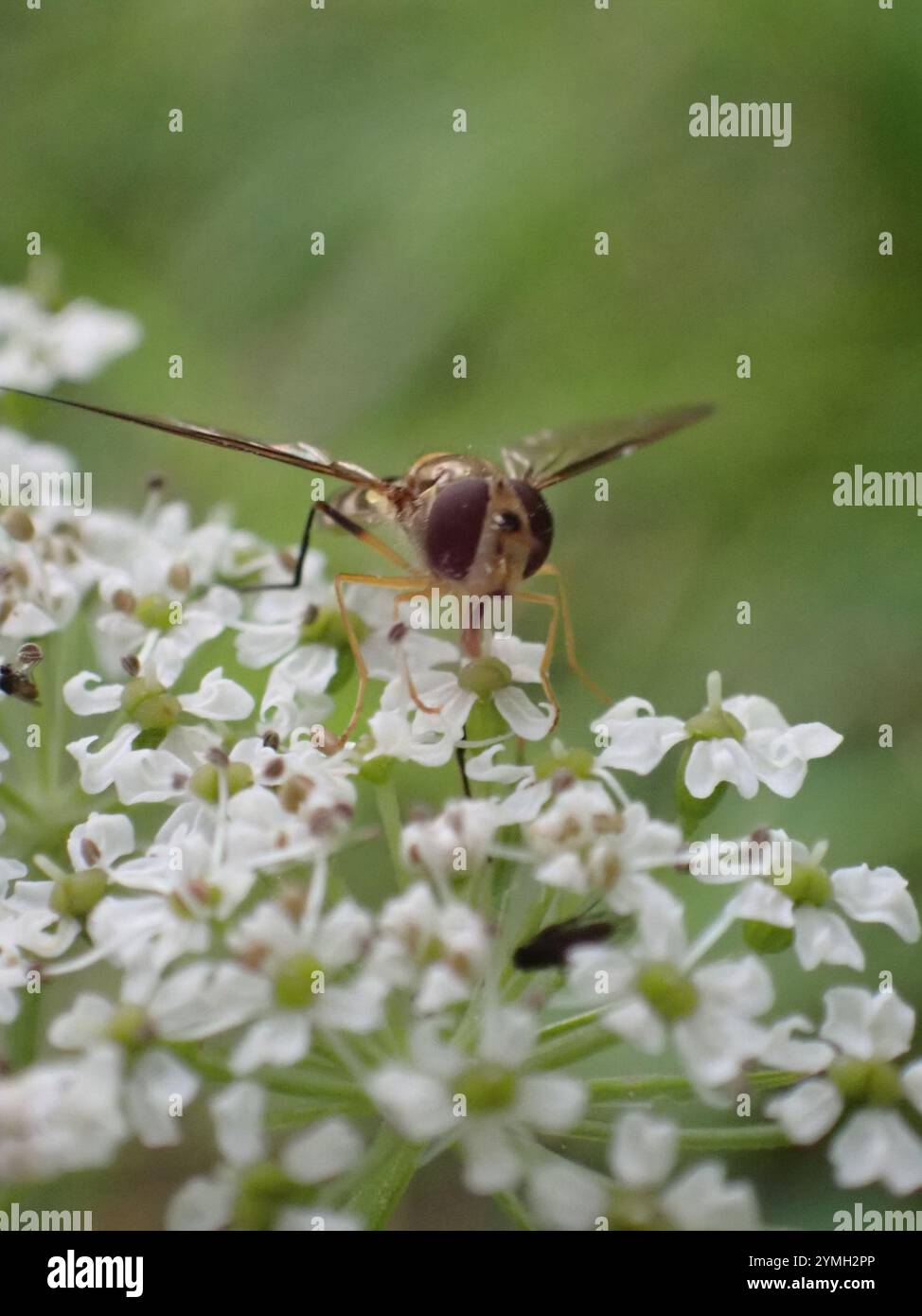 Meliscaeva cinctella hi-res stock photography and images - Alamy