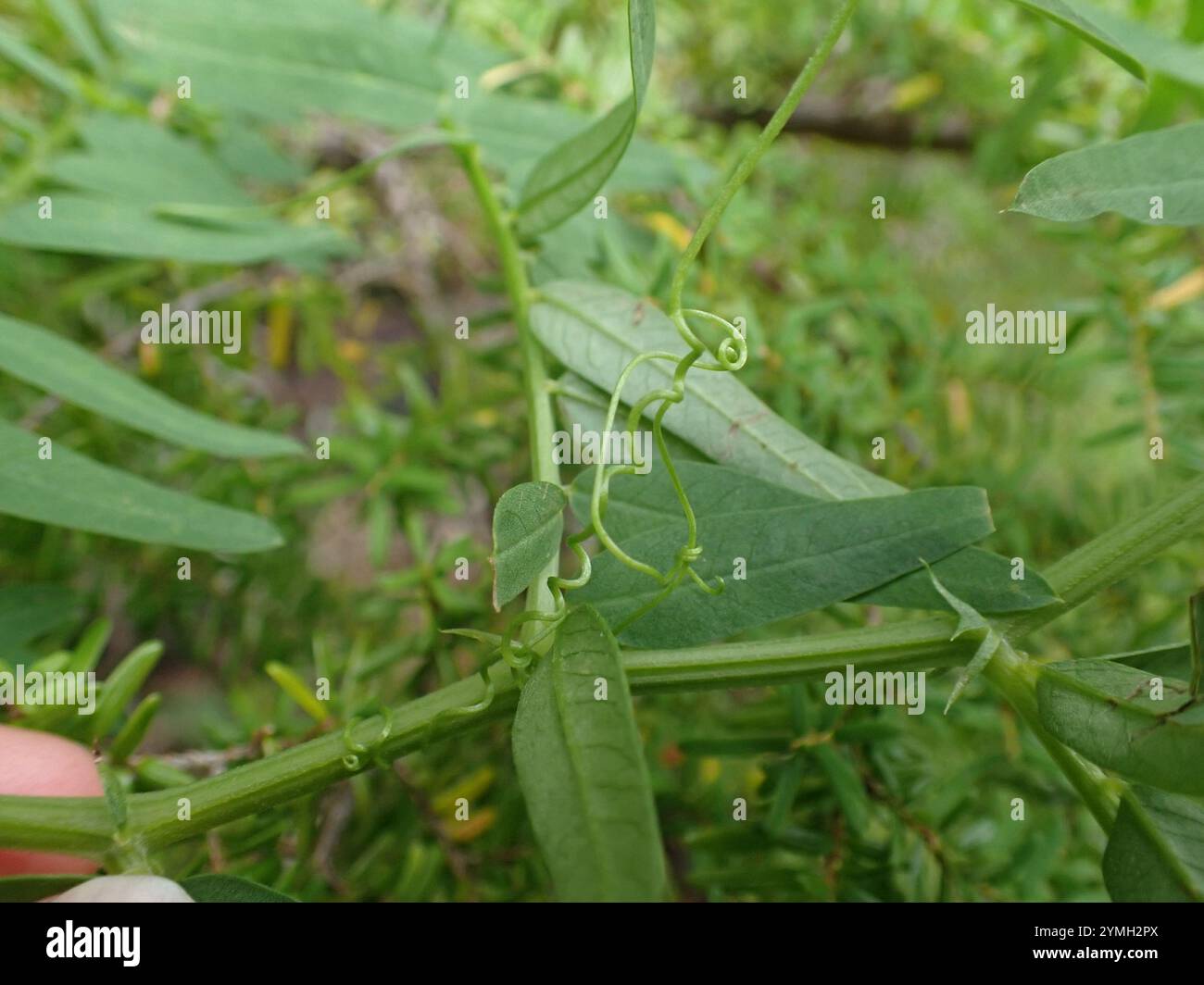giant vetch (Vicia gigantea Stock Photo - Alamy