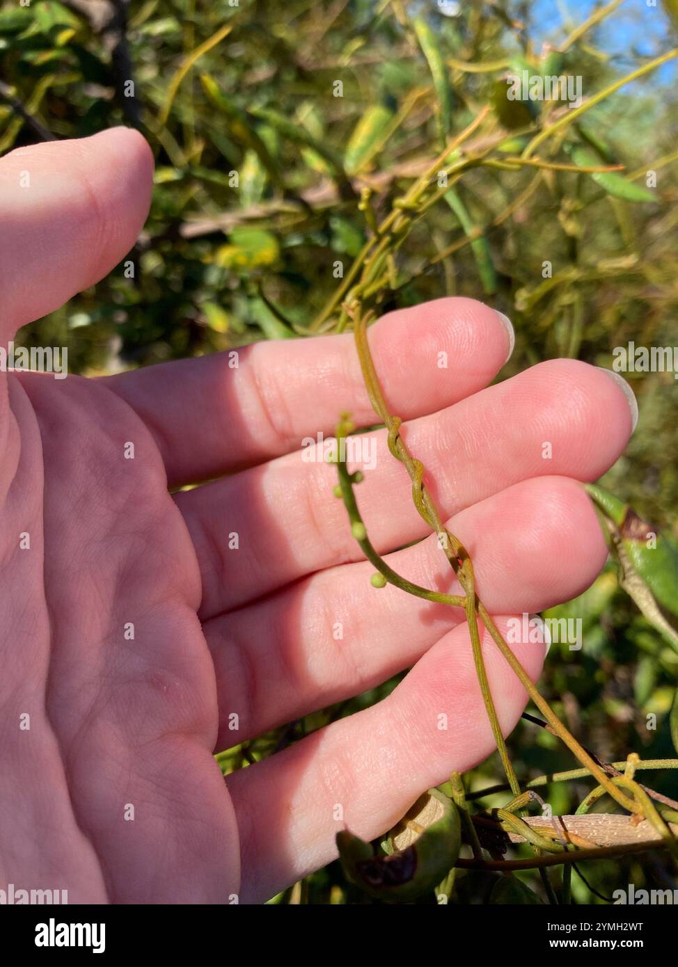 laurel dodder (Cassytha filiformis Stock Photo - Alamy