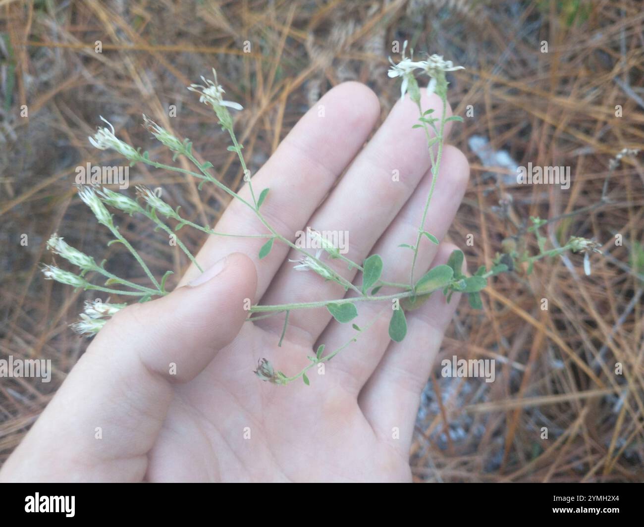 Dixie aster (Sericocarpus tortifolius Stock Photo - Alamy