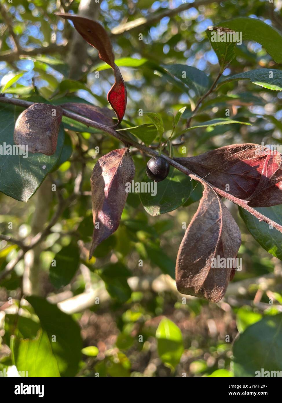 sparkleberry (Vaccinium arboreum Stock Photo - Alamy
