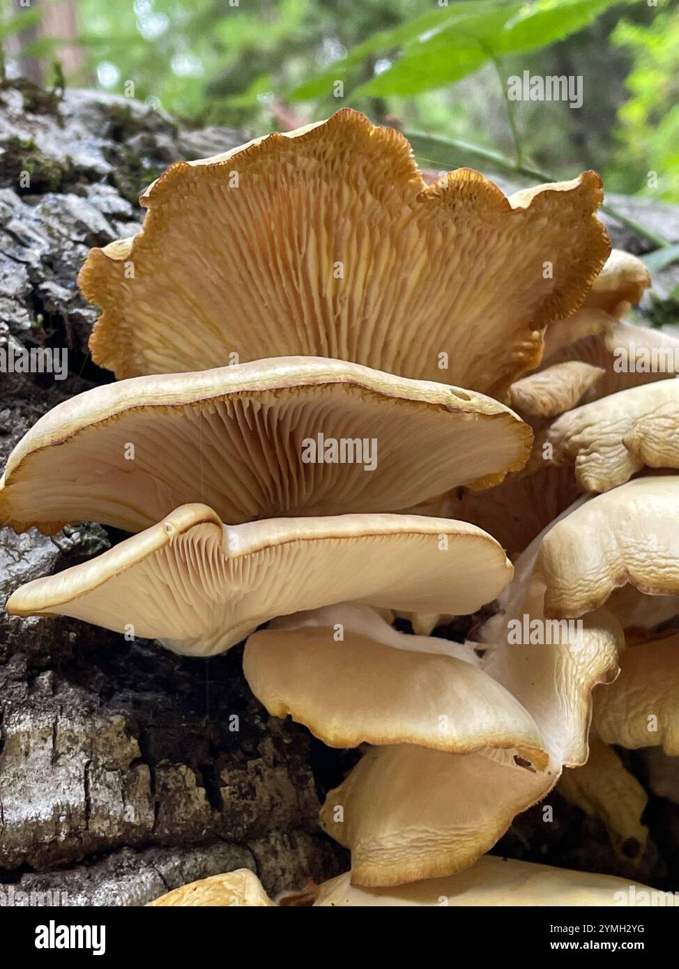 Oyster Mushroom (Pleurotus ostreatus Stock Photo - Alamy