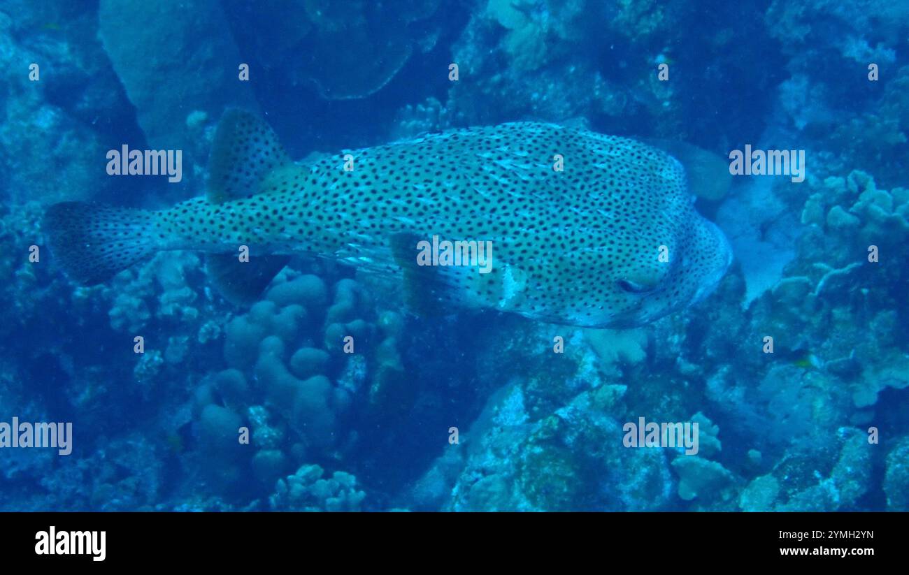 Spotted Porcupinefish (Diodon hystrix Stock Photo - Alamy