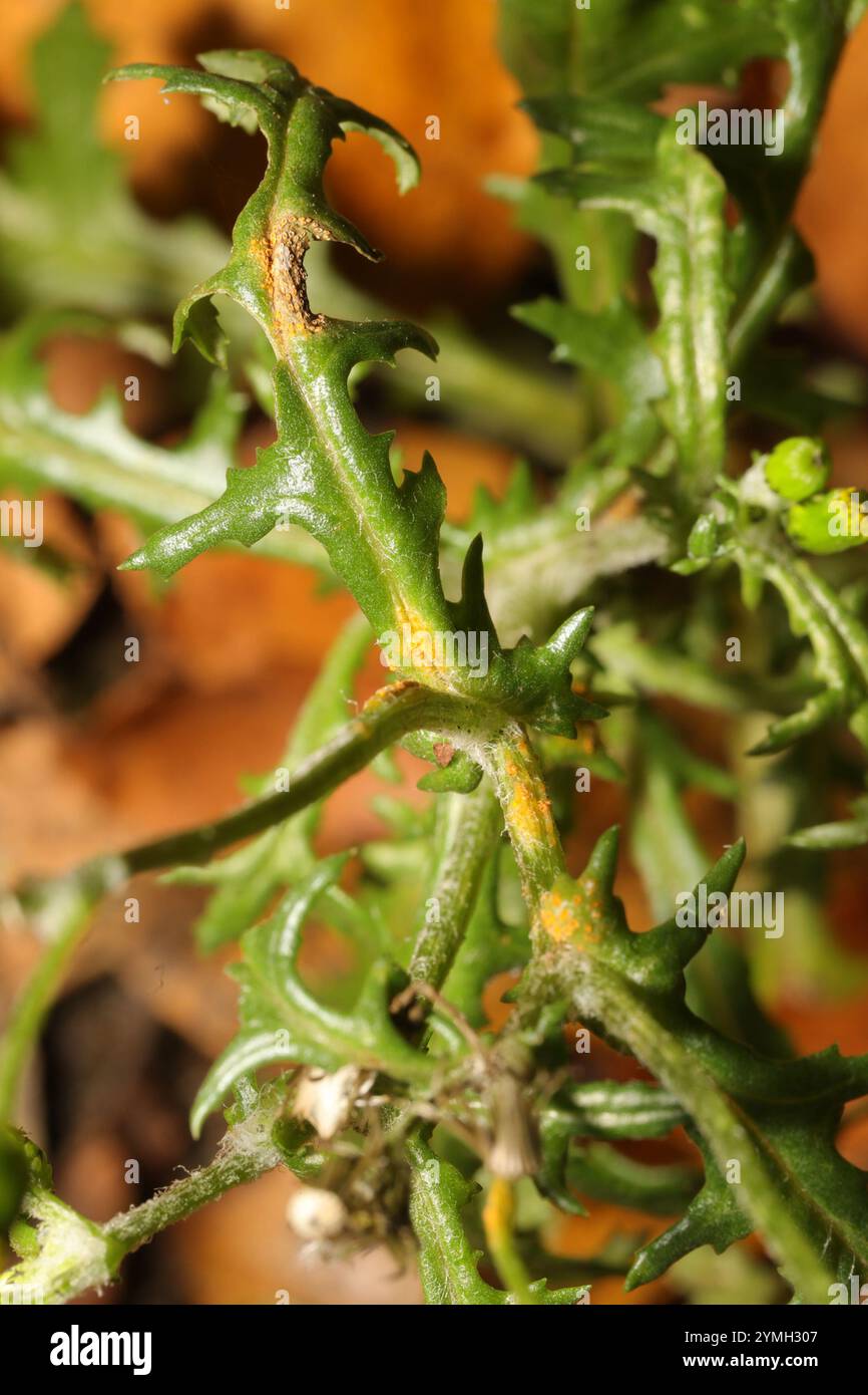 Groundsel crown rust (Puccinia lagenophorae Stock Photo - Alamy