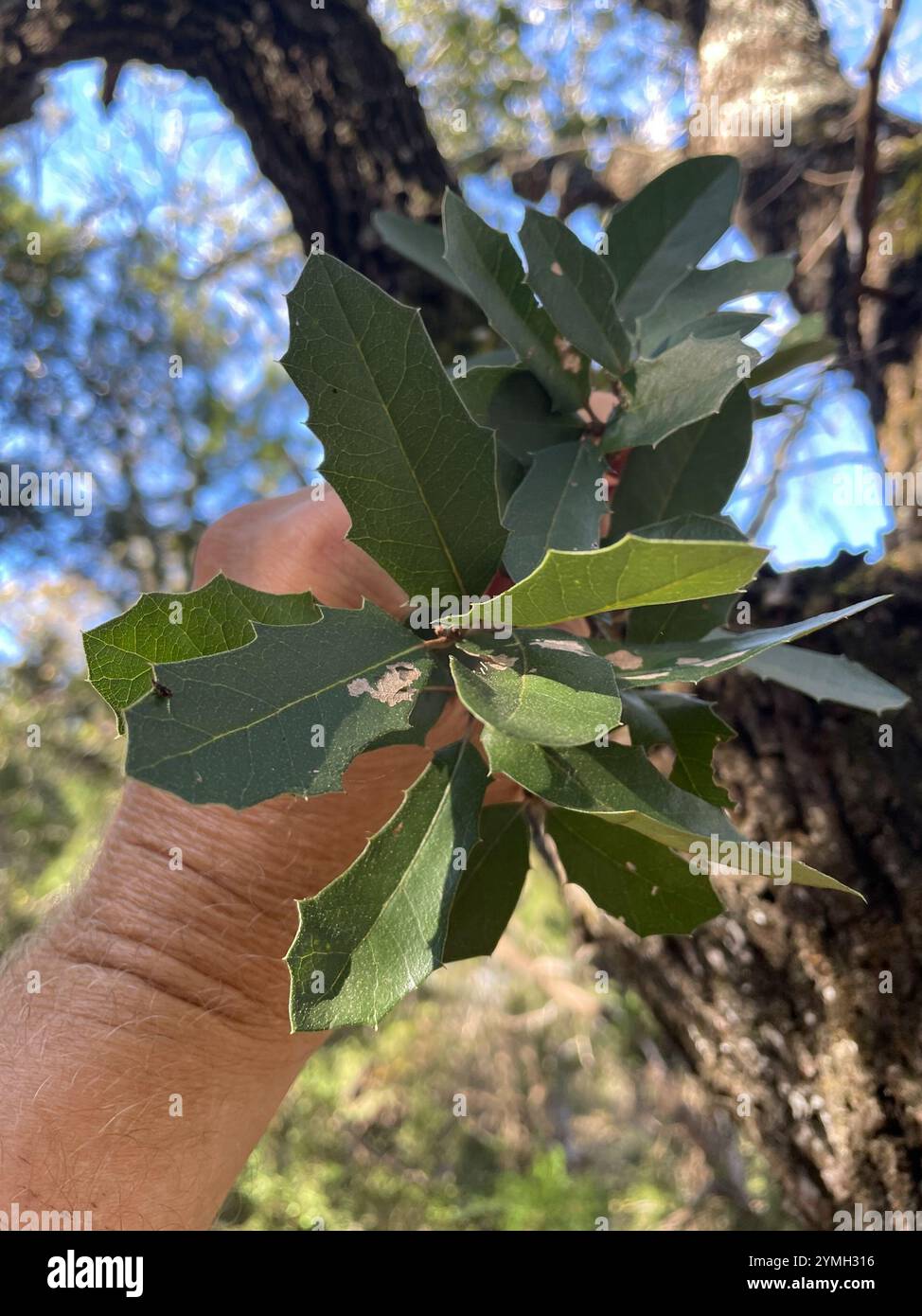 Texas live oak (Quercus fusiformis Stock Photo - Alamy