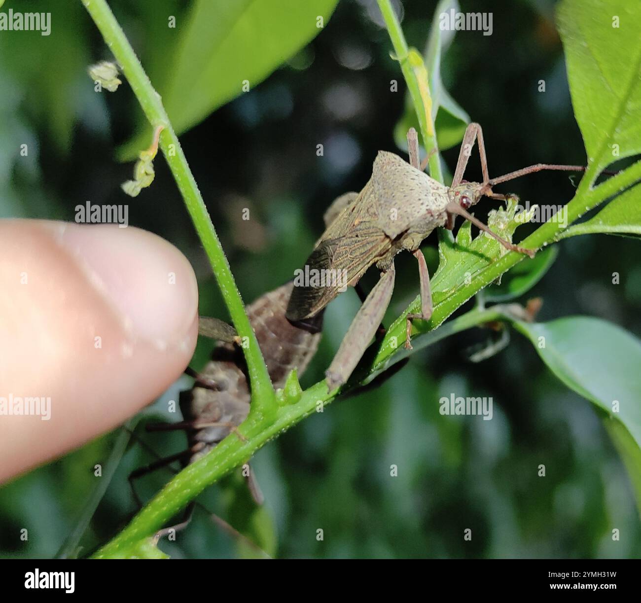 Spine-headed Bugs (Acanthocephala Stock Photo - Alamy