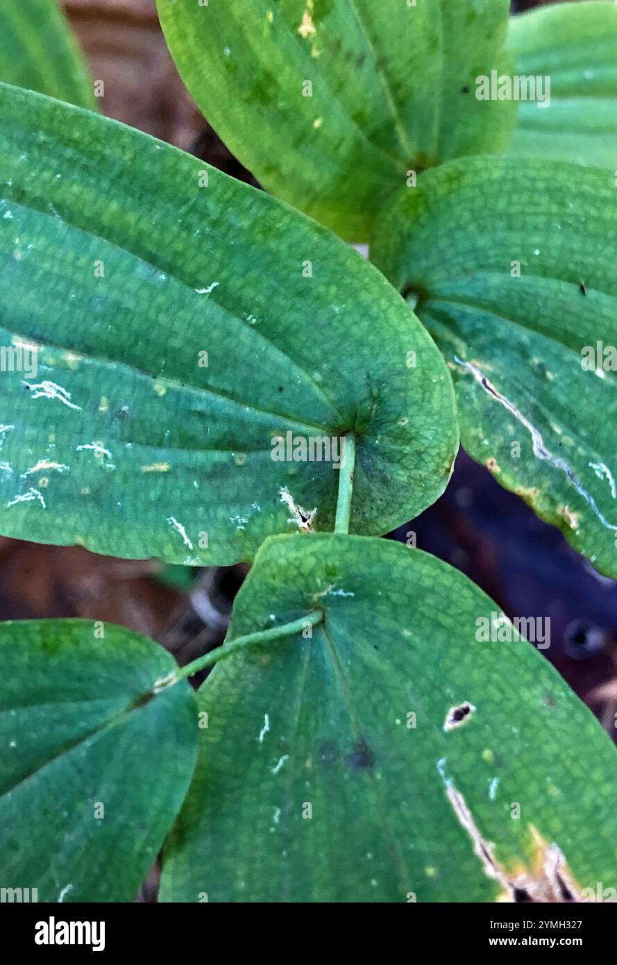 perfoliate bellwort (Uvularia perfoliata Stock Photo - Alamy