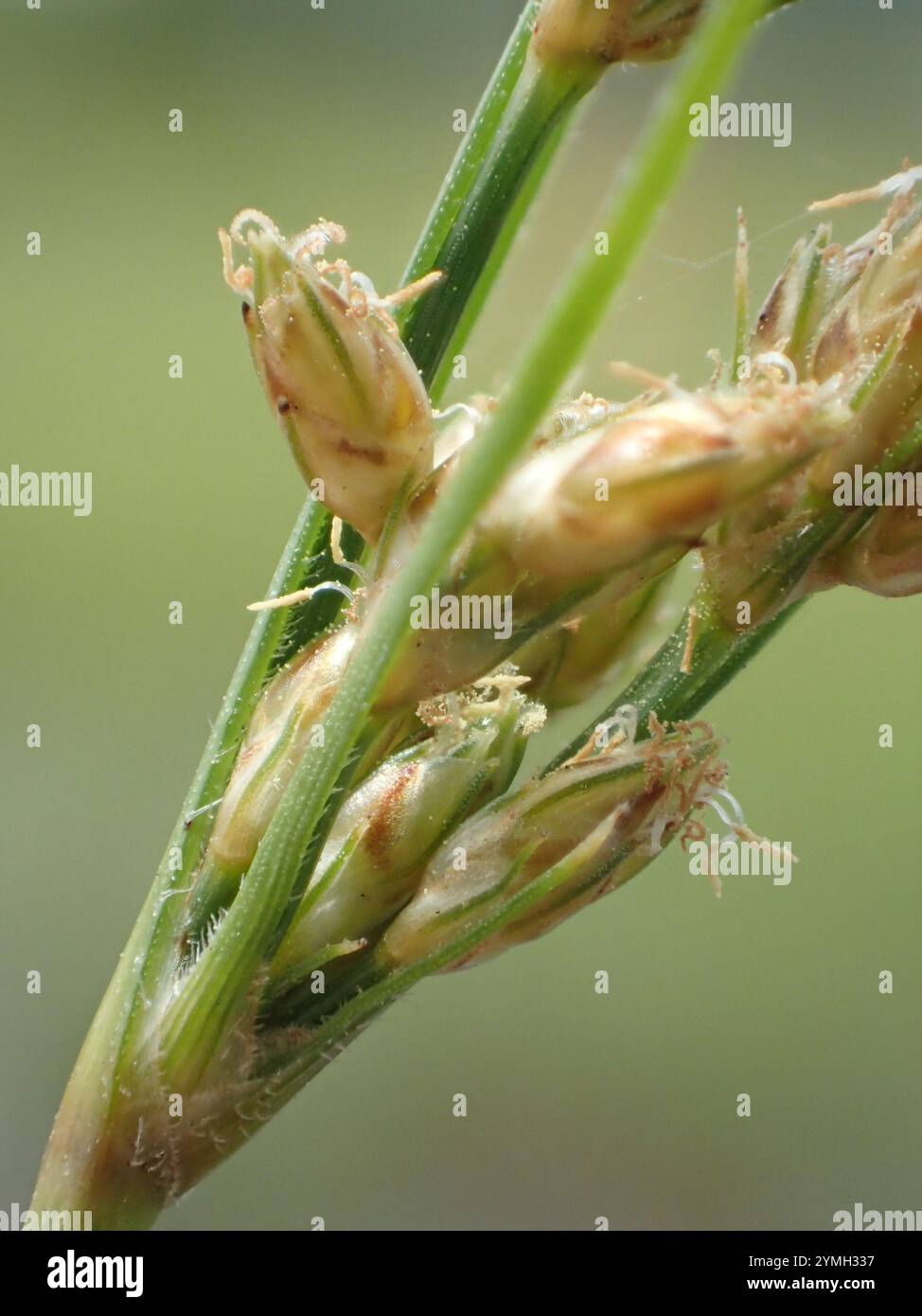 Common Fringe-rush (Fimbristylis dichotoma Stock Photo - Alamy