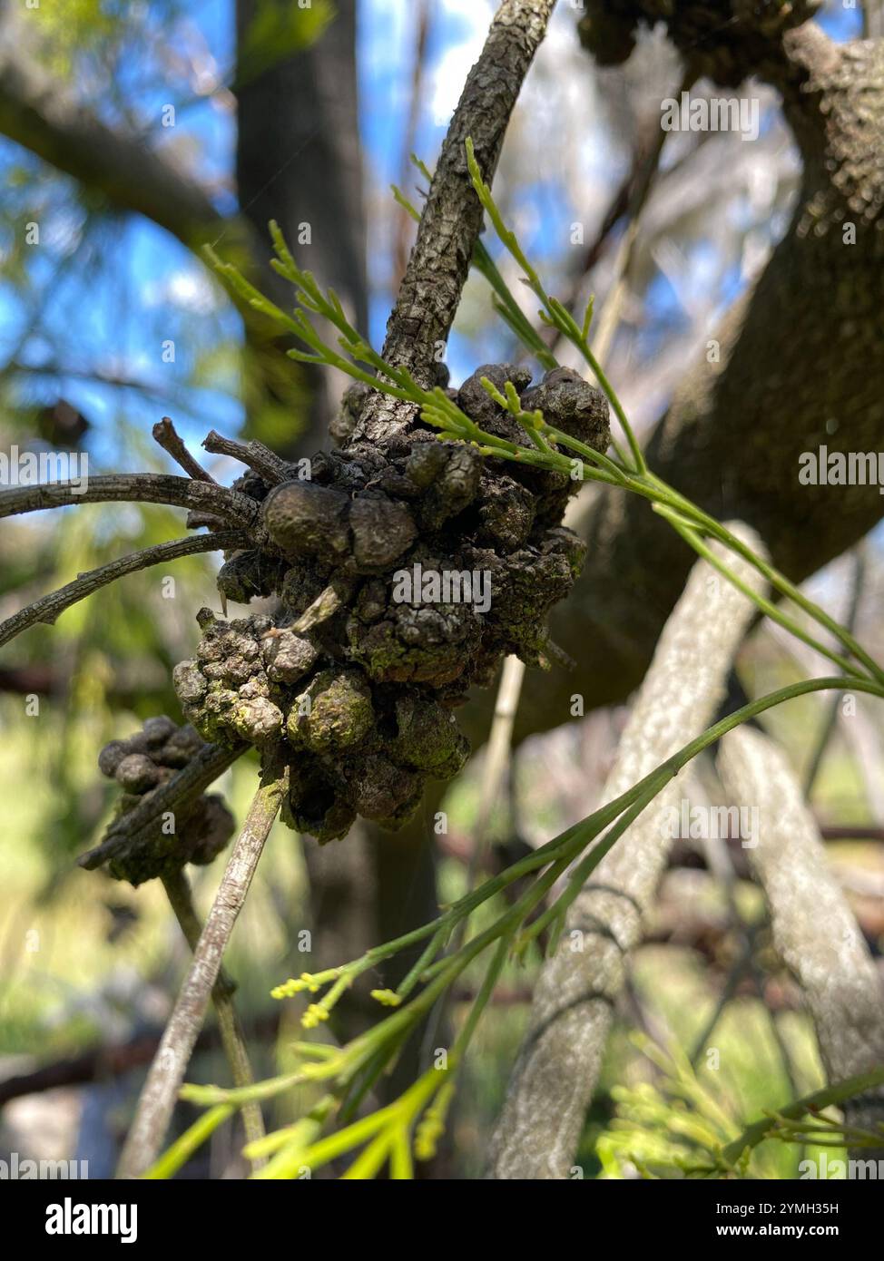 Exocarpos cupressiformis hi-res stock photography and images - Alamy