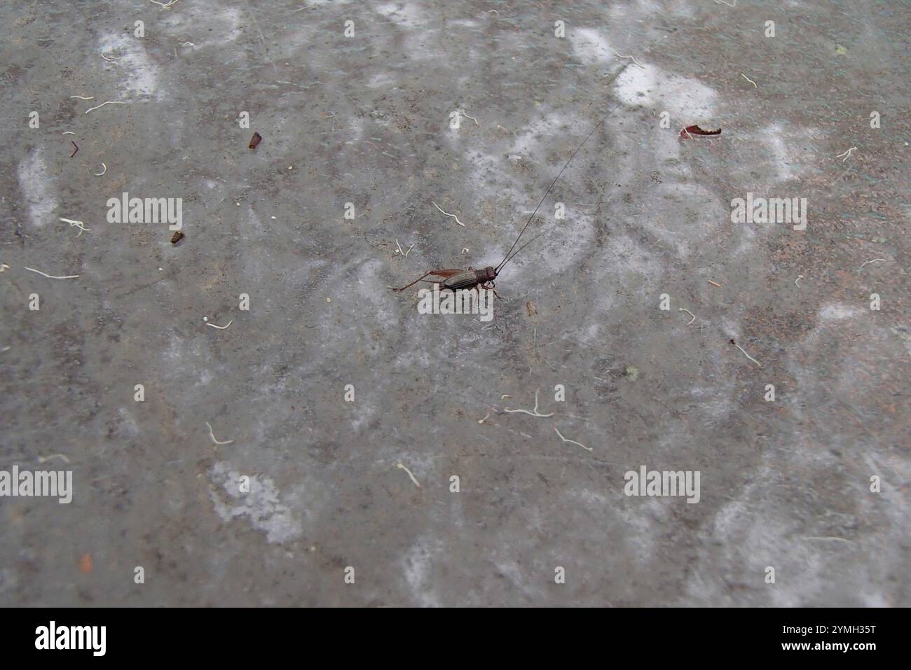 Trigs, Sword-tailed Crickets, and Ground Crickets (Trigonidiidae Stock ...