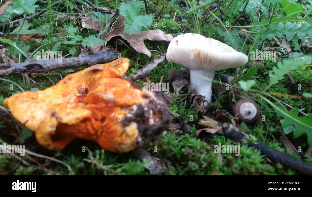 lobster mushroom (Hypomyces lactifluorum Stock Photo - Alamy