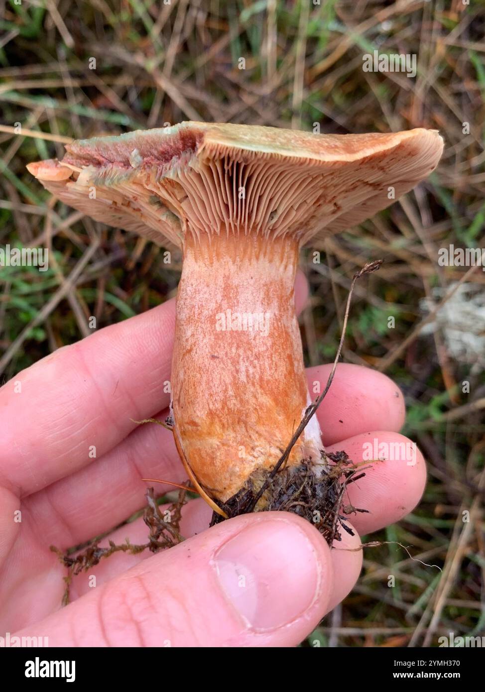 Lactarius rubrilacteus hi-res stock photography and images - Alamy
