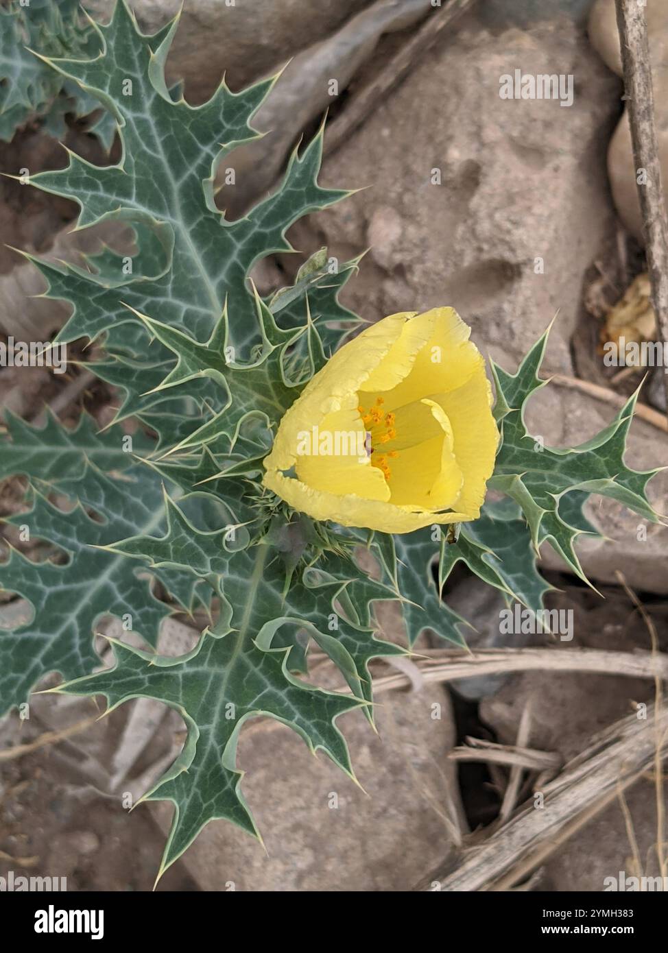 Subfusiformis hi-res stock photography and images - Alamy