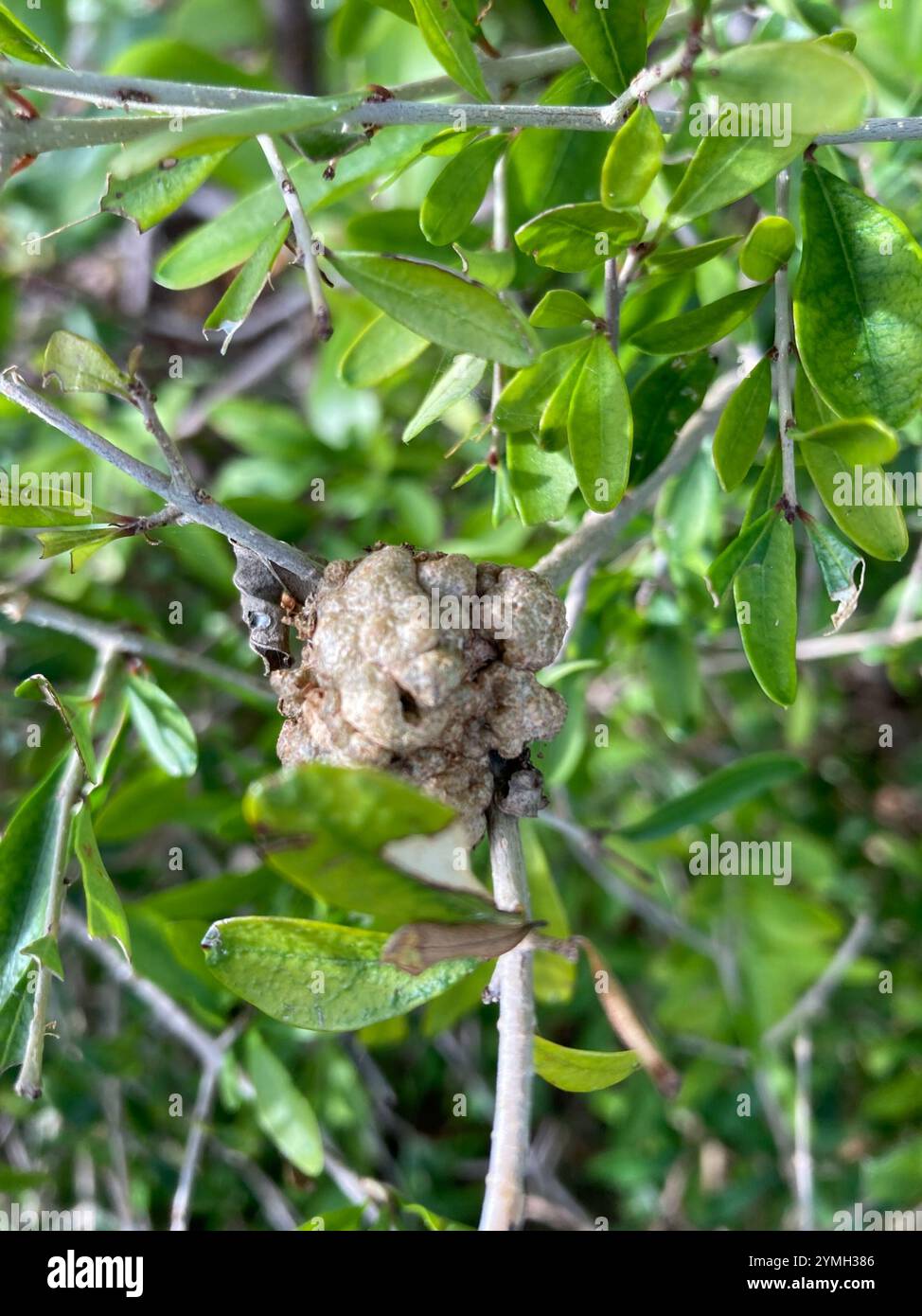 bacterial crown gall (Agrobacterium radiobacter Stock Photo - Alamy
