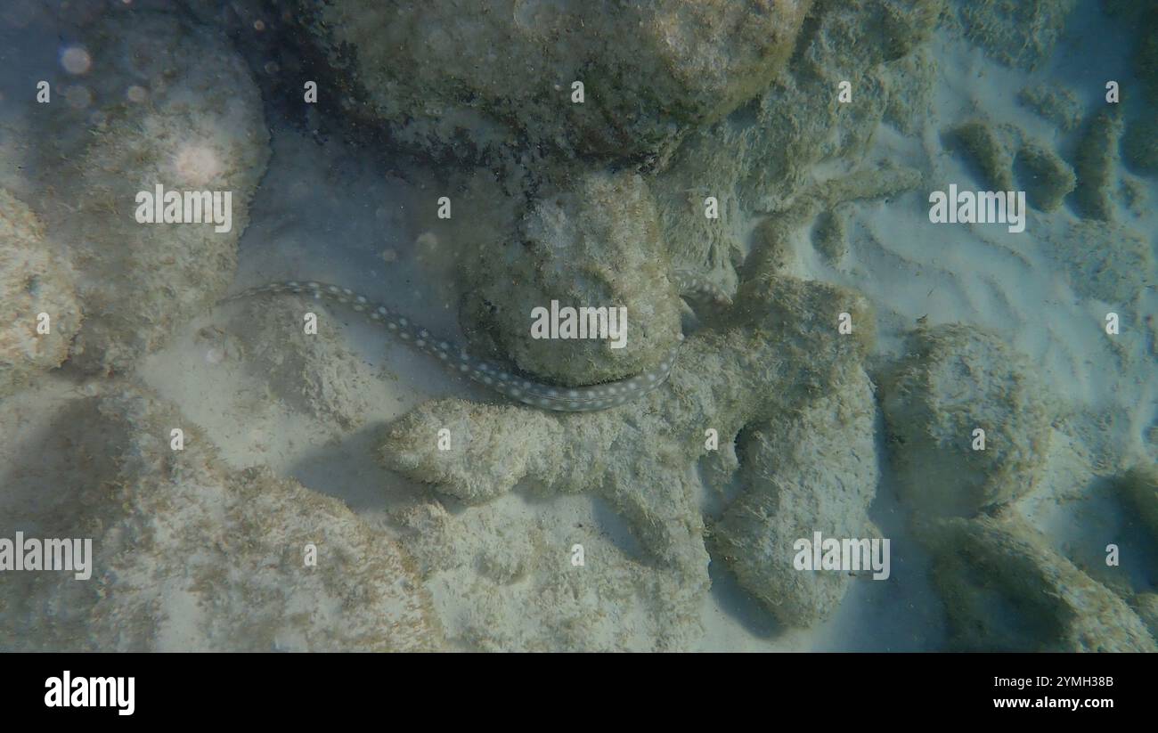 Sharptail Eel (Myrichthys breviceps Stock Photo - Alamy