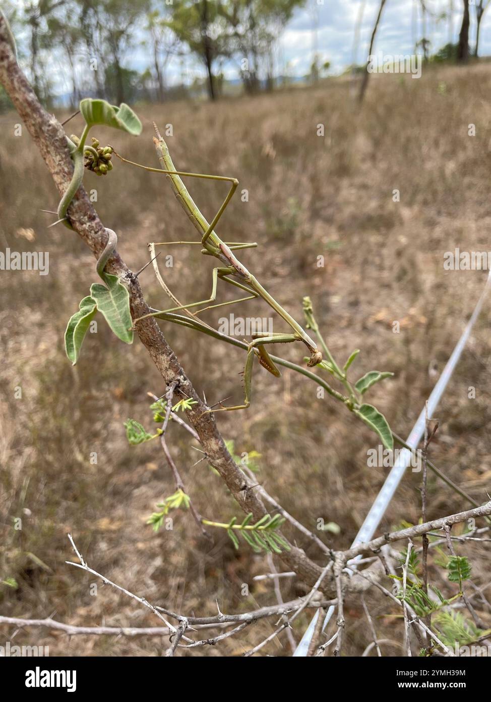 Archimantis hi-res stock photography and images - Alamy
