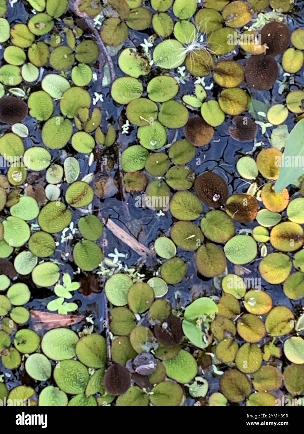 water spangles (Salvinia minima Stock Photo - Alamy