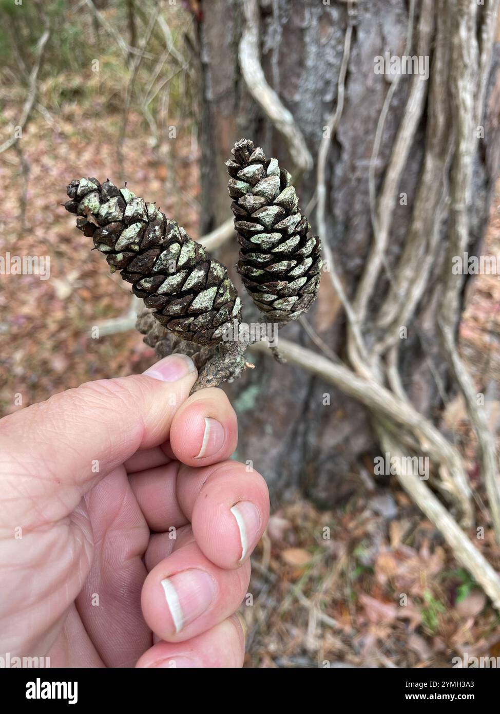 shortleaf pine (Pinus echinata Stock Photo - Alamy