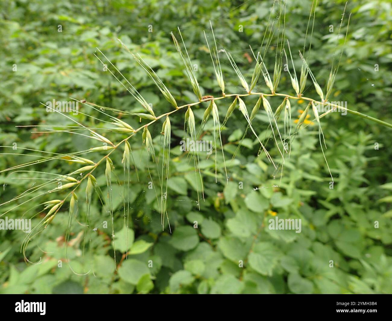 bottlebrush grass (Elymus hystrix Stock Photo - Alamy